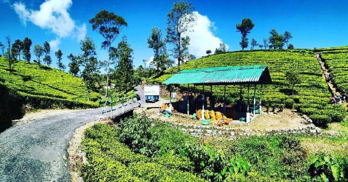 Lipton Seat and Dambetenna Tea Factory: All Inclusive Tour! | GetYourGuide