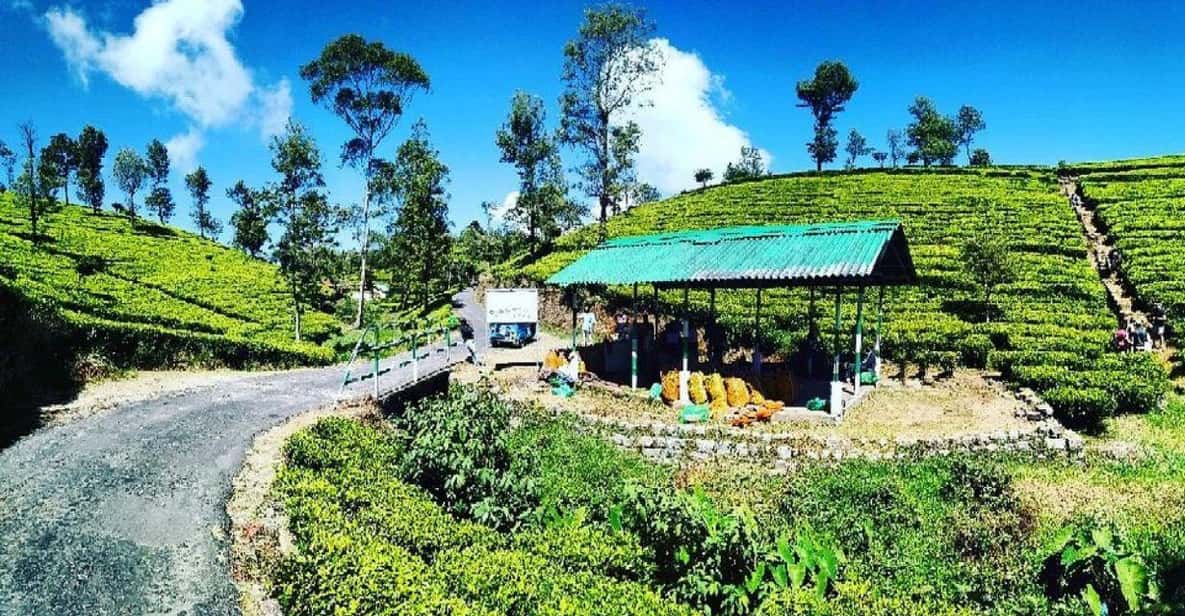 Lipton Seat and Dambetenna Tea Factory: All Inclusive Tour! | GetYourGuide