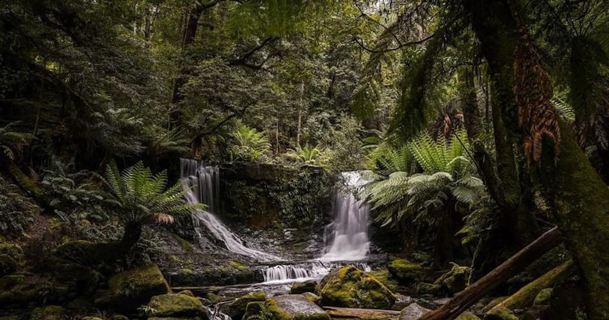 Excursion d'une journée de Mount Field à MONA | GetYourGuide