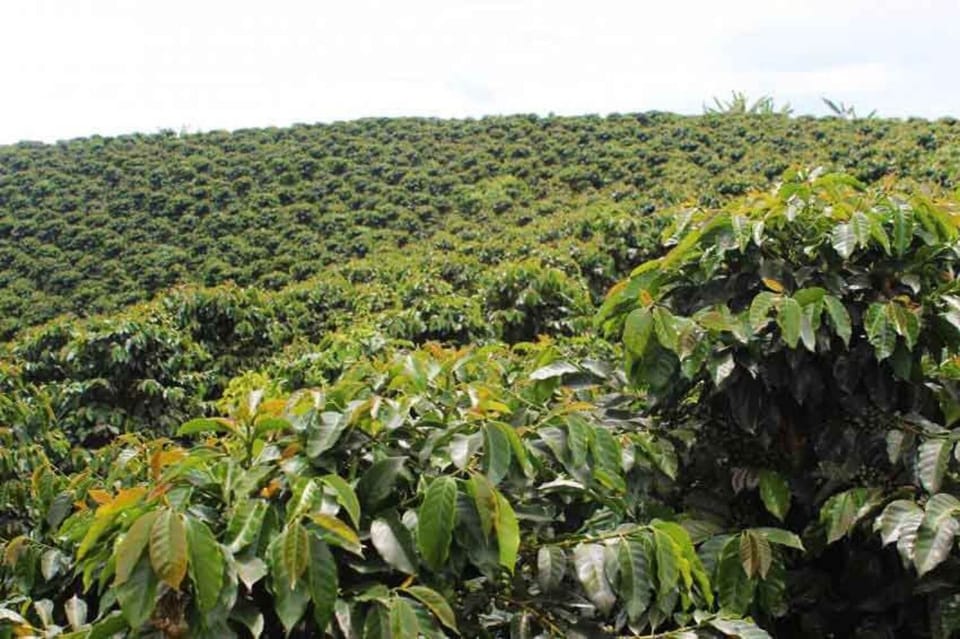 Visit a Coffee local Plantation | GetYourGuide