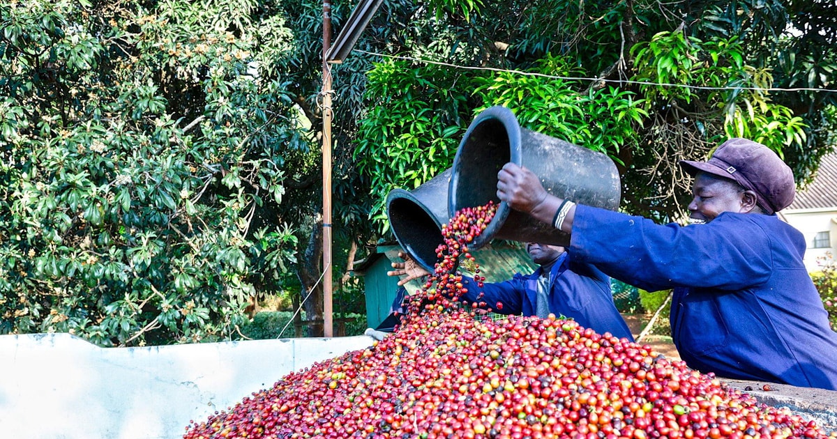 Half Day Visit To A Fairview Estate Coffee Farm Tour | GetYourGuide
