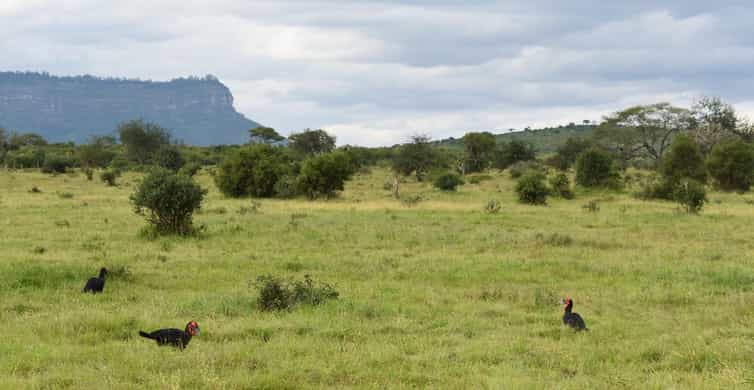 1 Day Trip Tsavo East National Park Safari From Nairobi | GetYourGuide