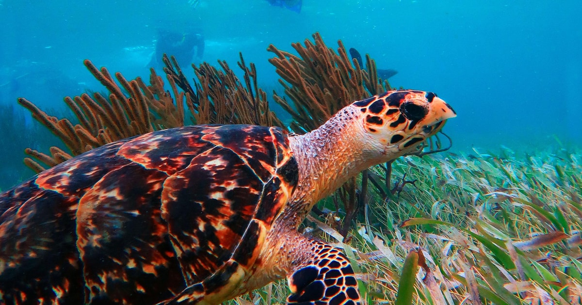 Cancún: Puerto Morelos Reef Snorkeling Tour & Seaside Lunch | GetYourGuide