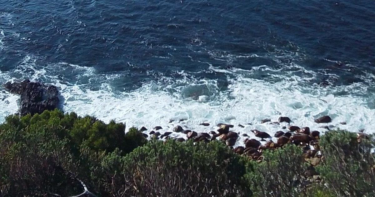 Circuit du Cap Agulhas, pointe sud du continent africain | GetYourGuide