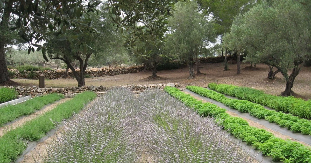 Ecoherbes - Guided Visit to the botanical garden | GetYourGuide