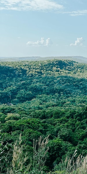 Full Day Trip to Pugu Forest from Dar es Salaam | GetYourGuide