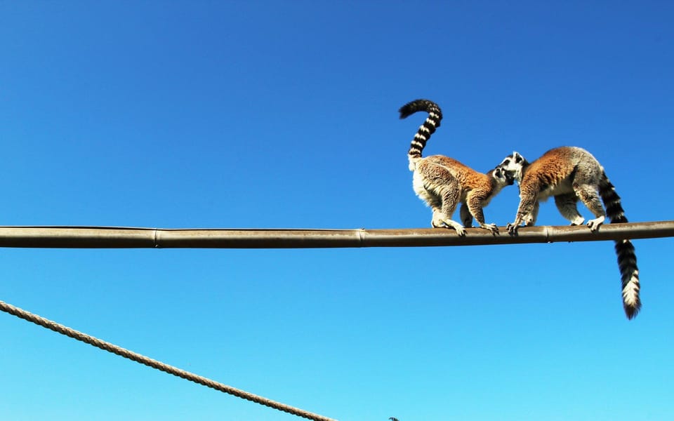 Attica Zoo Park and Designer Outlet Shopping Private Tour | GetYourGuide