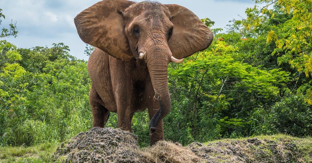 Z Dillí: Taj Mahal Tour s Elephant Conservation Centre | GetYourGuide