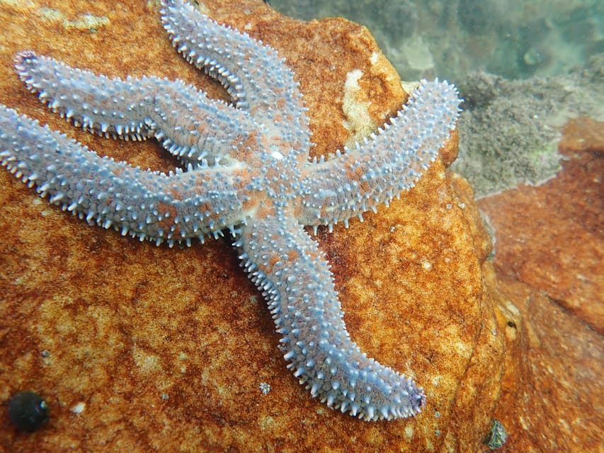Cape Town: Great African Sea Forest Guided Snorkel | GetYourGuide