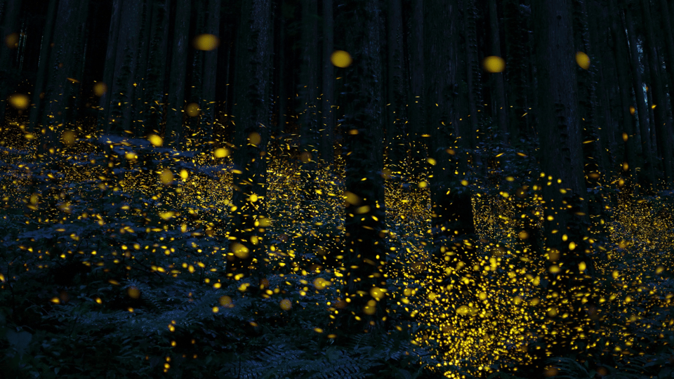 Kota Kinabalu : Fireflies & Sky Mirror Dream Beach Bongawan | GetYourGuide