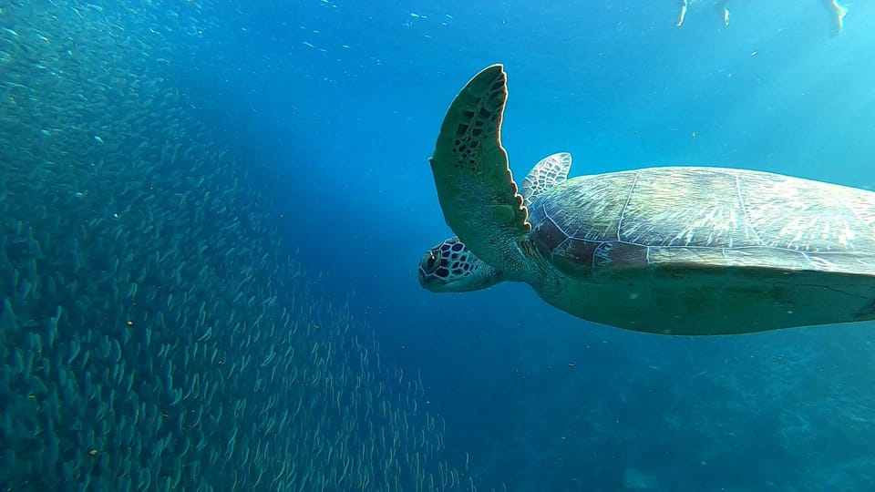 Moalboal:Dive Pescador Island, Sardine Run & Turtle Paradise | GetYourGuide