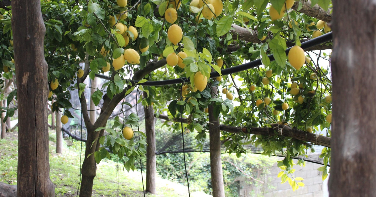 Pontone, Amalfi Coast: Walk in the lemon grove with tasting | GetYourGuide