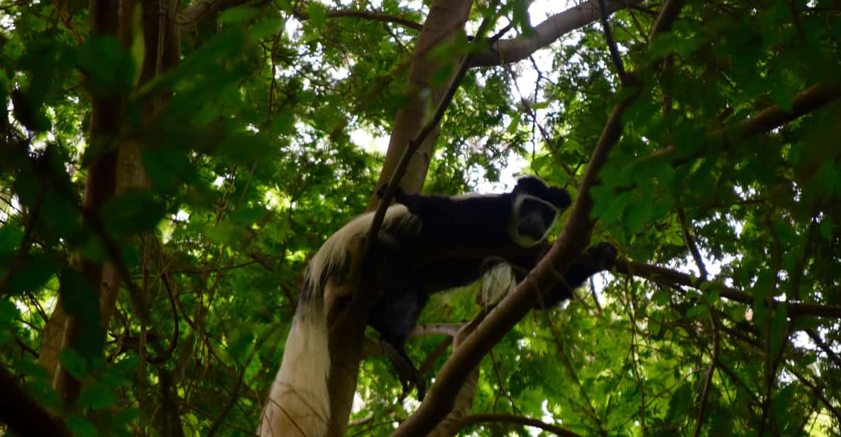 Moshi: Rau Forest (wandeling of fietstocht) | GetYourGuide