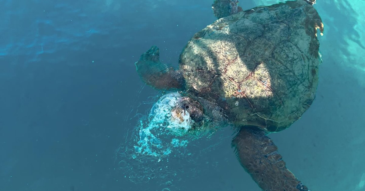 Zakynthos: Schildpadden, Marathonisi & Keri Grotten Speedboottocht ...