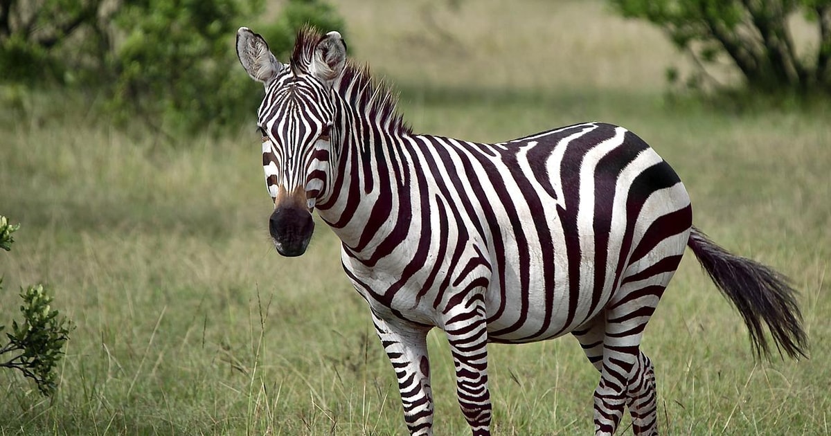 Dar es Salaam: Safari Mikumi de 1 día (Traslado en tren VIP SGR ...