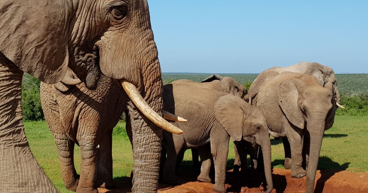 Private Half Day Addo Elephant National Park Safari | GetYourGuide