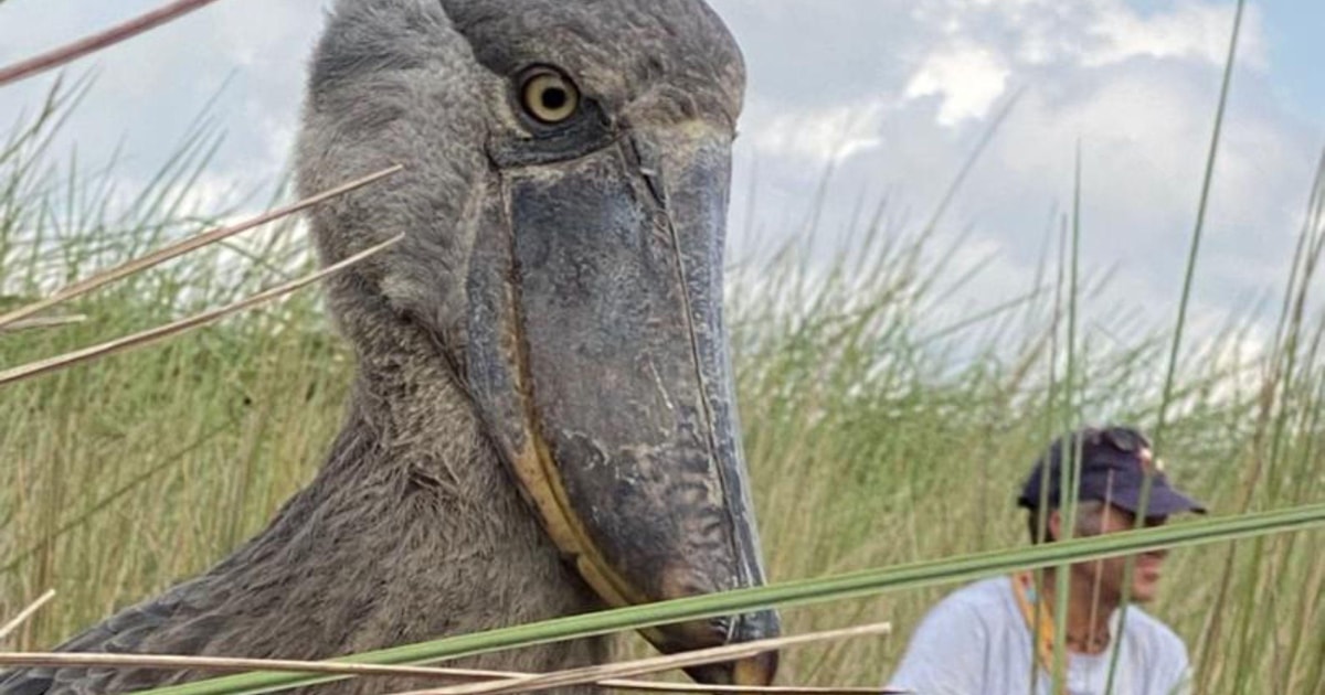 Entebbe: Mabamba Swamp and Botanical Gardens Birding Tour | GetYourGuide