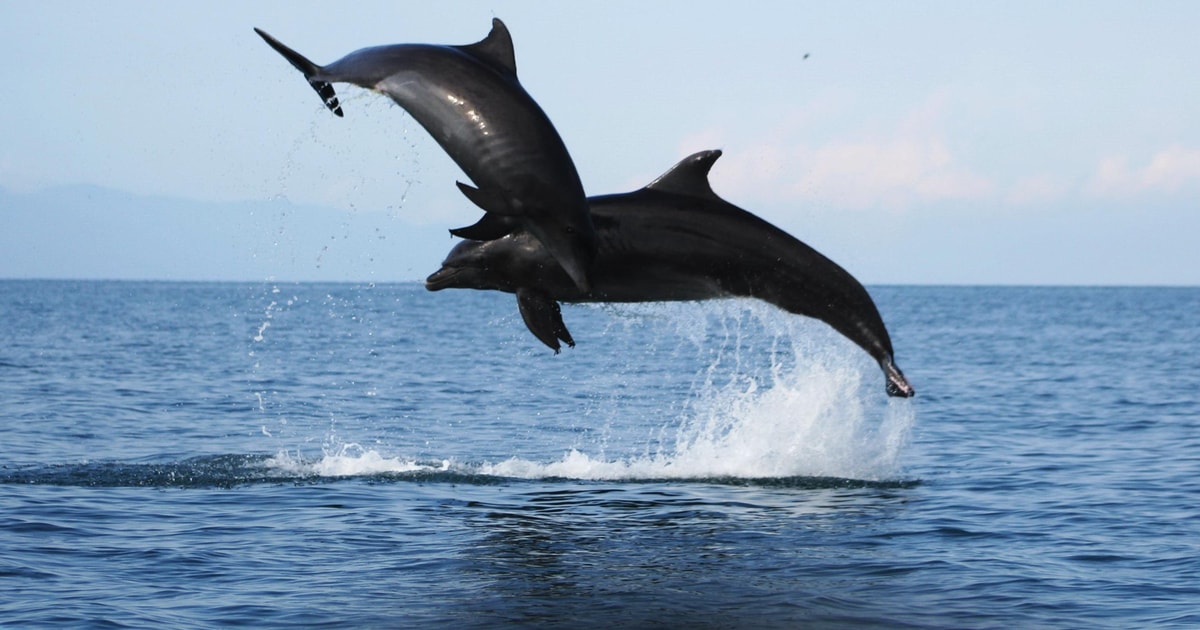 Puerto Vallarta: Delfin-sejltur med en biolog | GetYourGuide