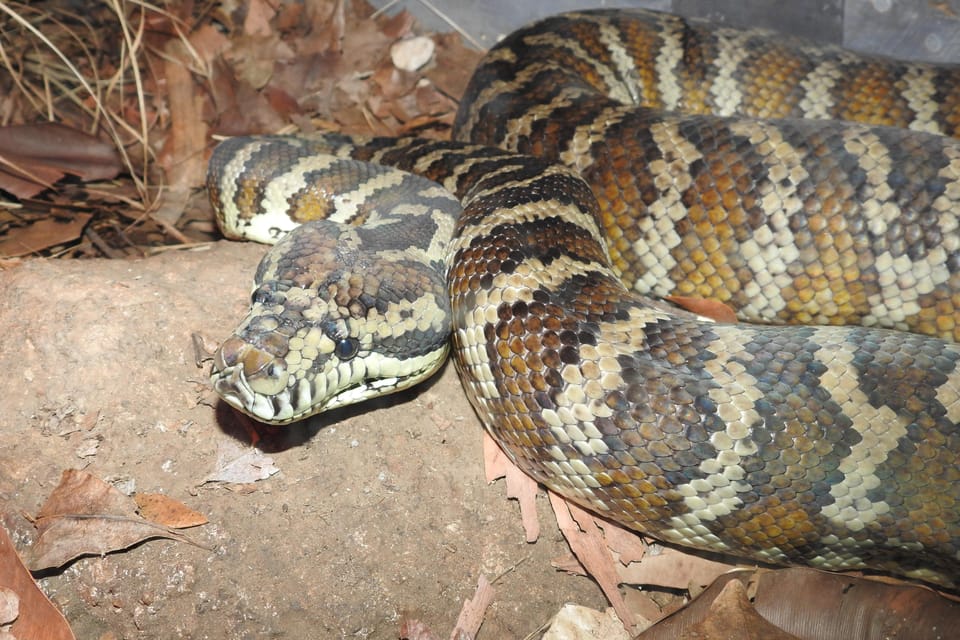 From Darwin: 1 Day Territory Wildlife Park Tour | GetYourGuide