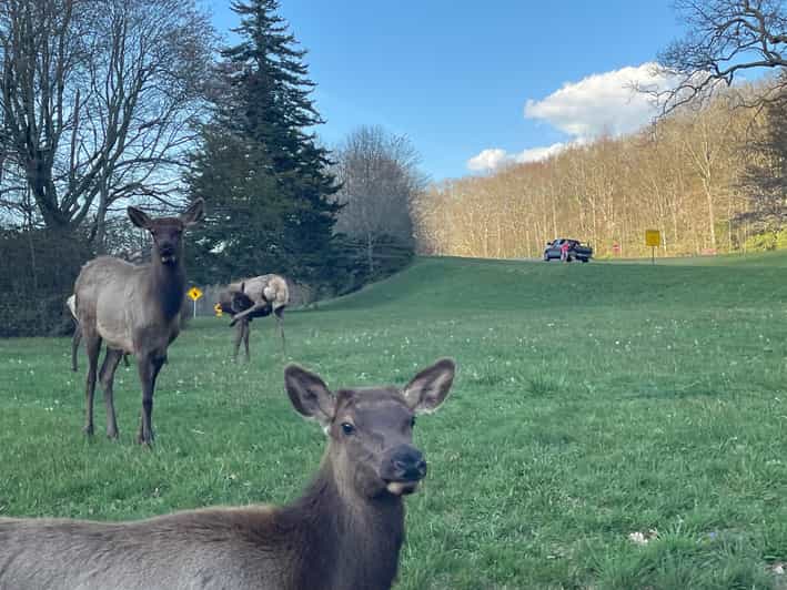 Maggie Valley: Guided Scenic UTV Adventure | GetYourGuide