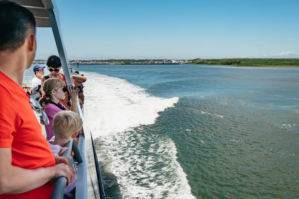 Cape May: Jersey Shore Whale and Dolphin Watching Cruise | GetYourGuide