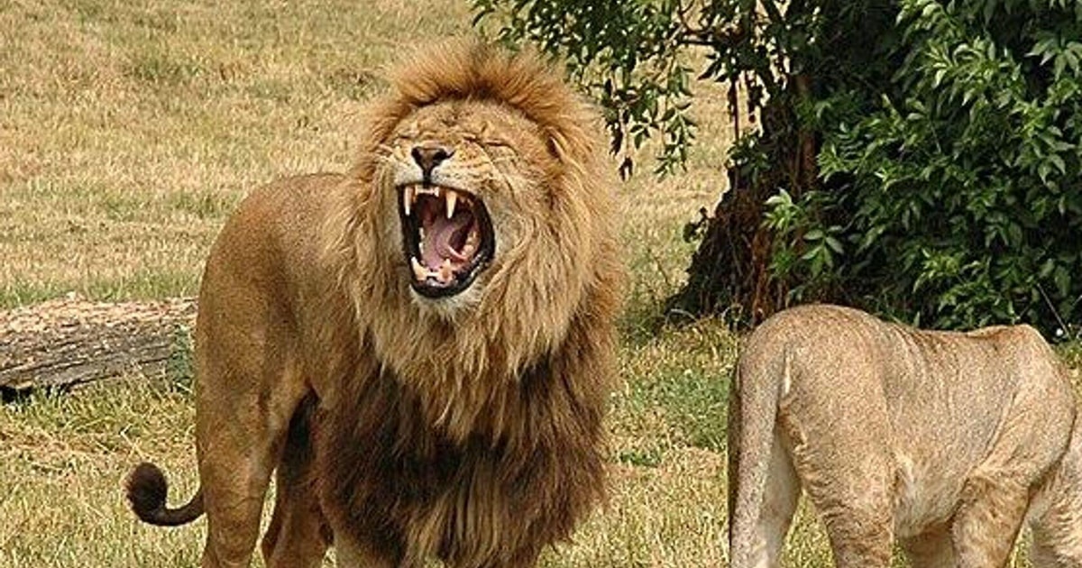 Nairobi National Park Half Day Guided Tour | GetYourGuide