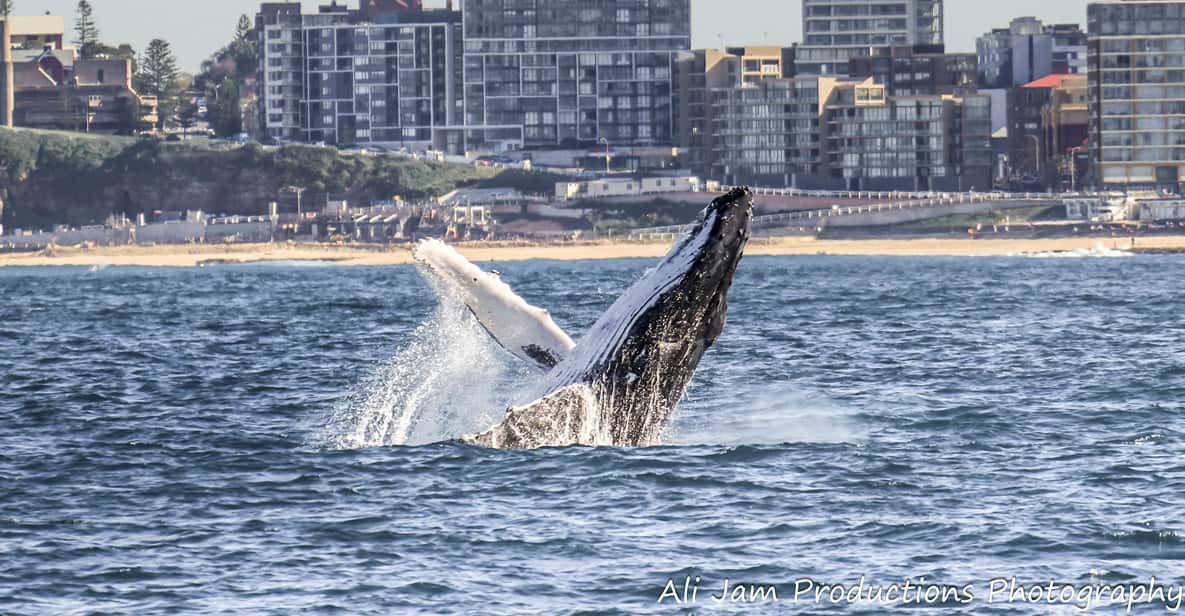 Newcastle Whale Watching Cruise | GetYourGuide