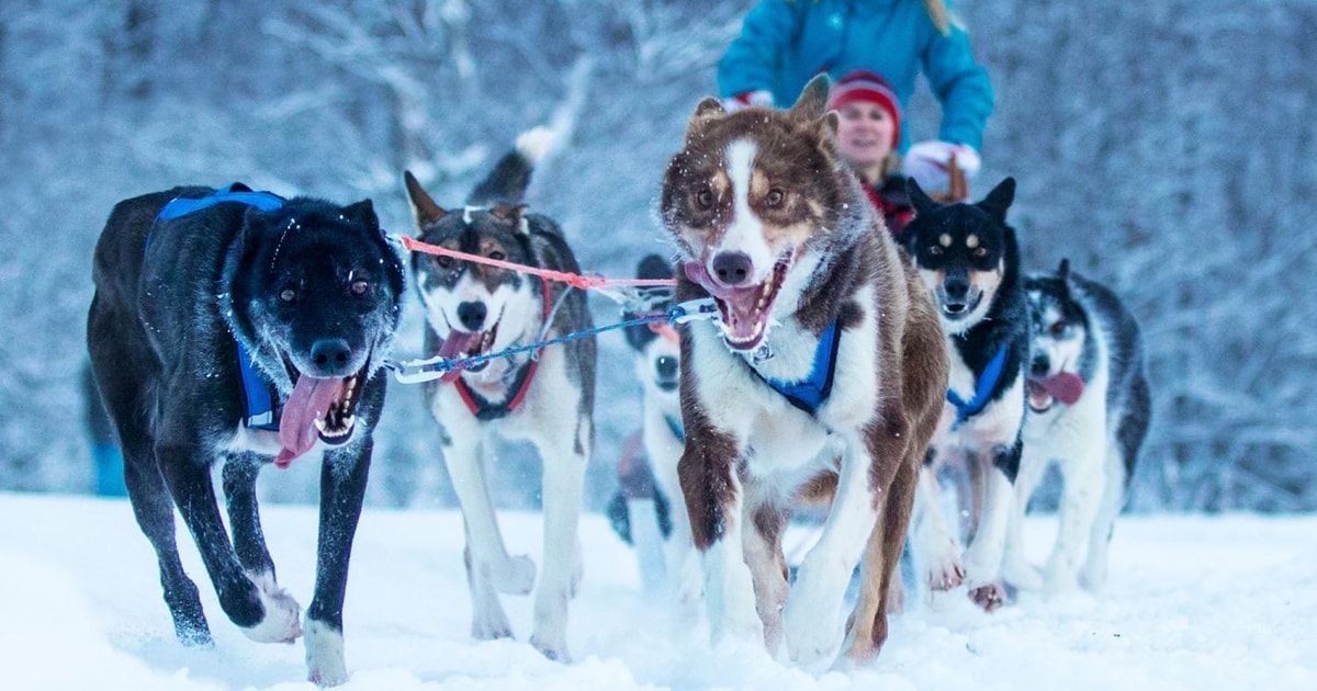 Rovaniemi: One Hour Husky Experience | GetYourGuide