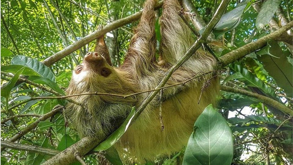 Recorrido de los perezosos | GetYourGuide