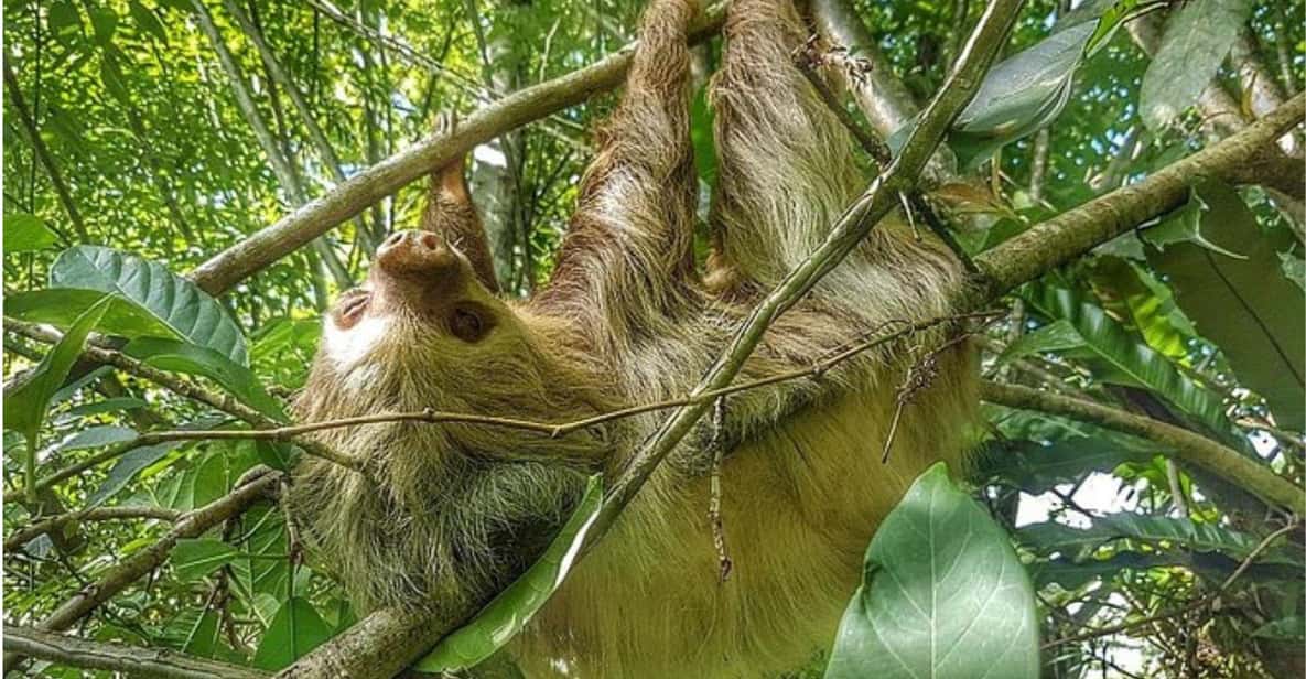 Recorrido de los perezosos | GetYourGuide