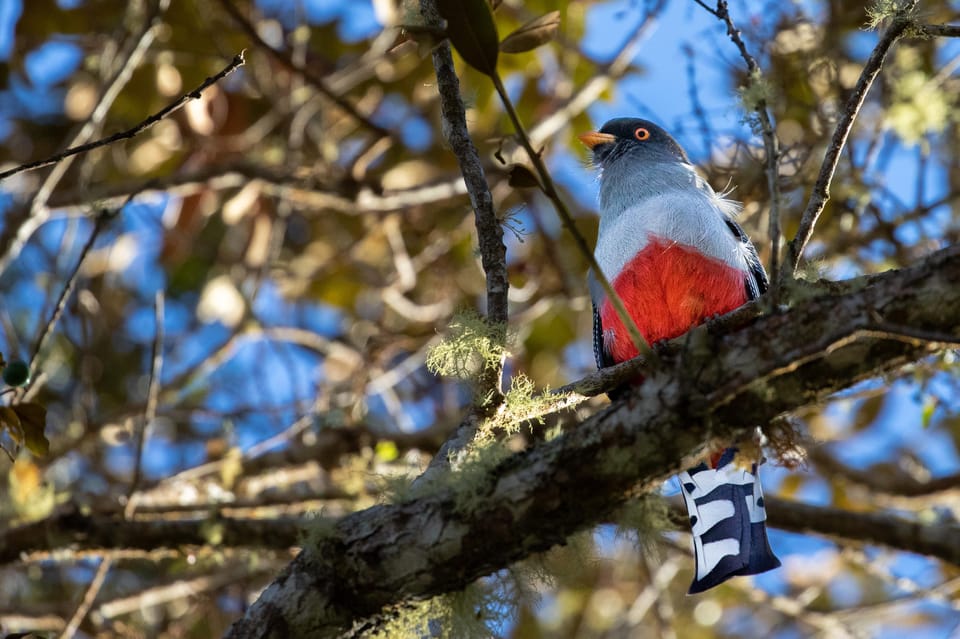 Dominican Republic: One Week Bird Watching Full Experience | GetYourGuide