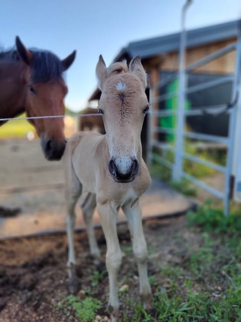 Wild Spring Ranch: Rakovica, Croatia, Horse Riding | GetYourGuide