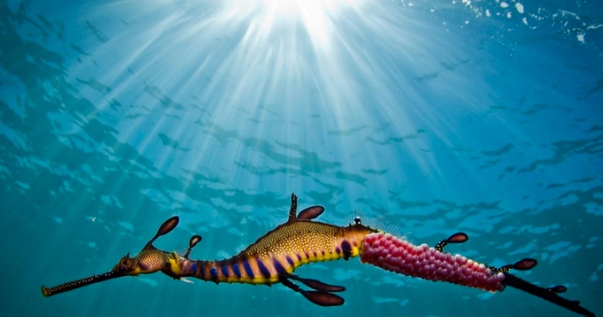 Portsea: Guided Snorkeling Tour with Weedy Sea Dragons | GetYourGuide