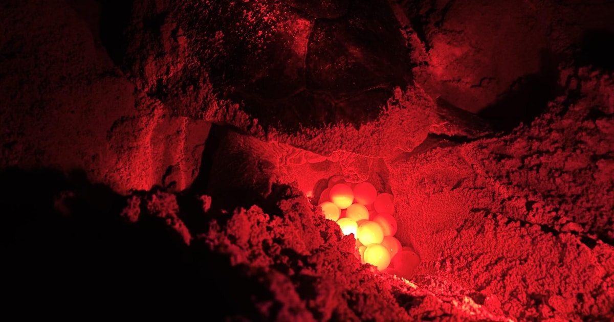 Boa Vista: Guided Turtle Experience with a Certified Guide | GetYourGuide