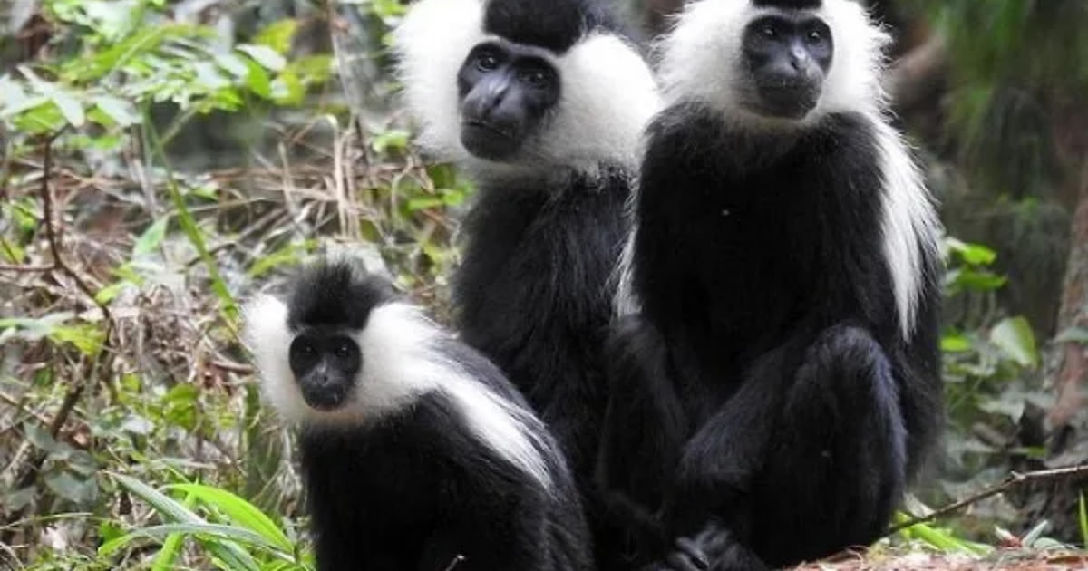 From Kigali: 2-Day Nyungwe National Park with Chimps Tour | GetYourGuide