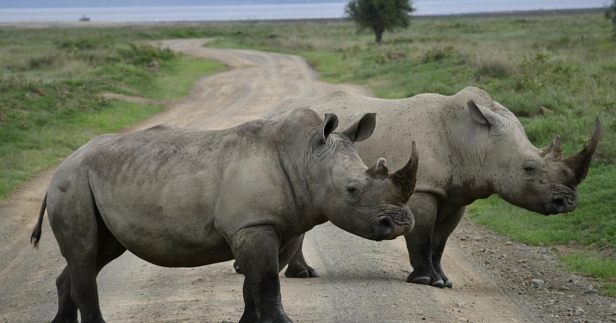 OL PEJETA CONSERVANCY: PACOTE TURÍSTICO DE 2 DIAS E 1 NOITE. | GetYourGuide
