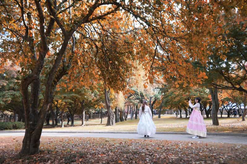 From Busan: Gyeongju Autumn Foliage One day Tour | GetYourGuide