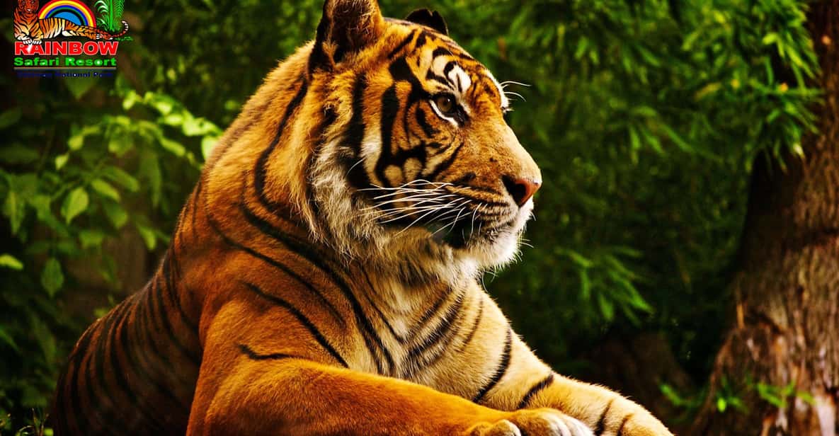 Pokhara or Kathmandu: 3-Day Chitwan Jungle Safari Tour | GetYourGuide