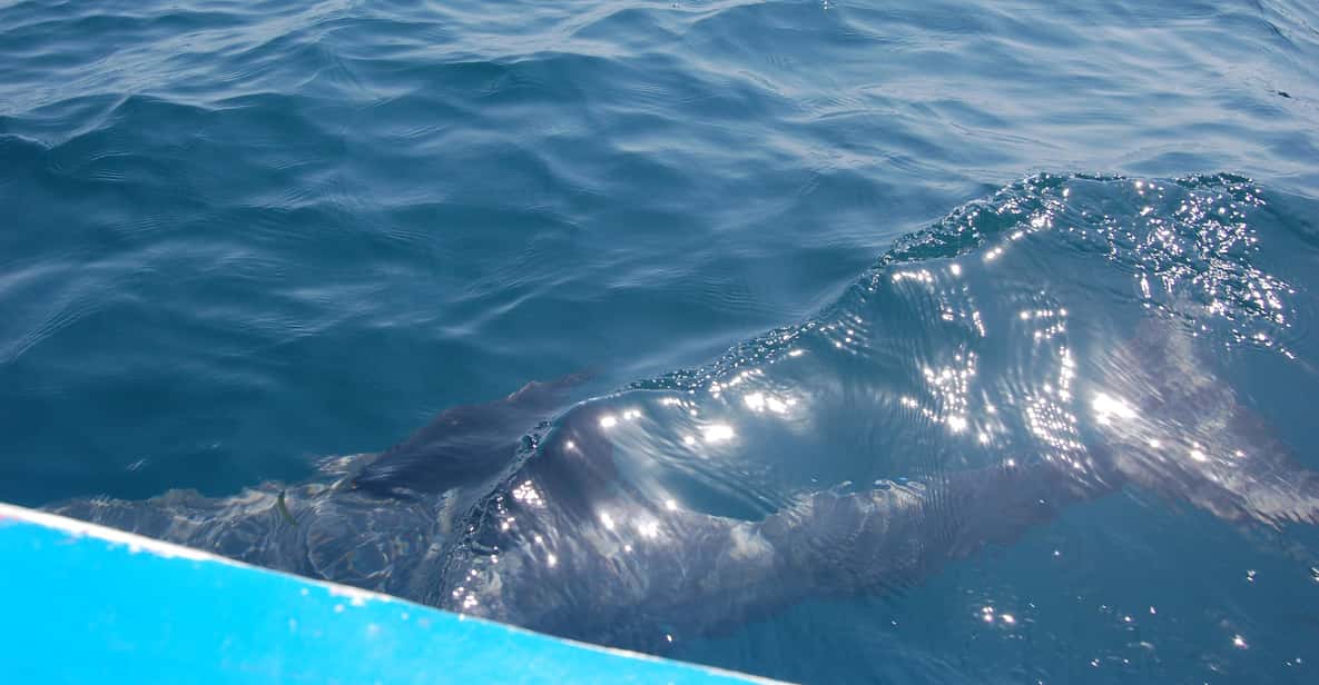 Wasini Dolphin Day Tour from Diani Beach / Mombasa | GetYourGuide