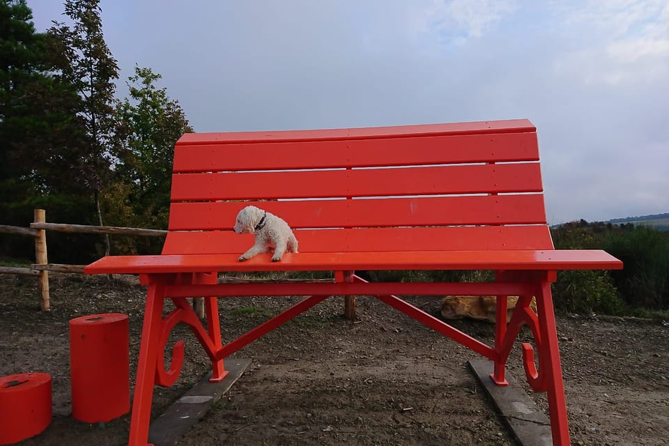 Gavi: tour de viñedos con trufa y degustación de vinos | GetYourGuide