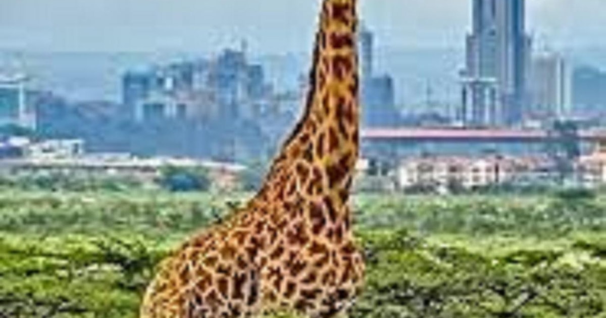 Nairobi national park,elephant orphanage lunch at carnivore | GetYourGuide