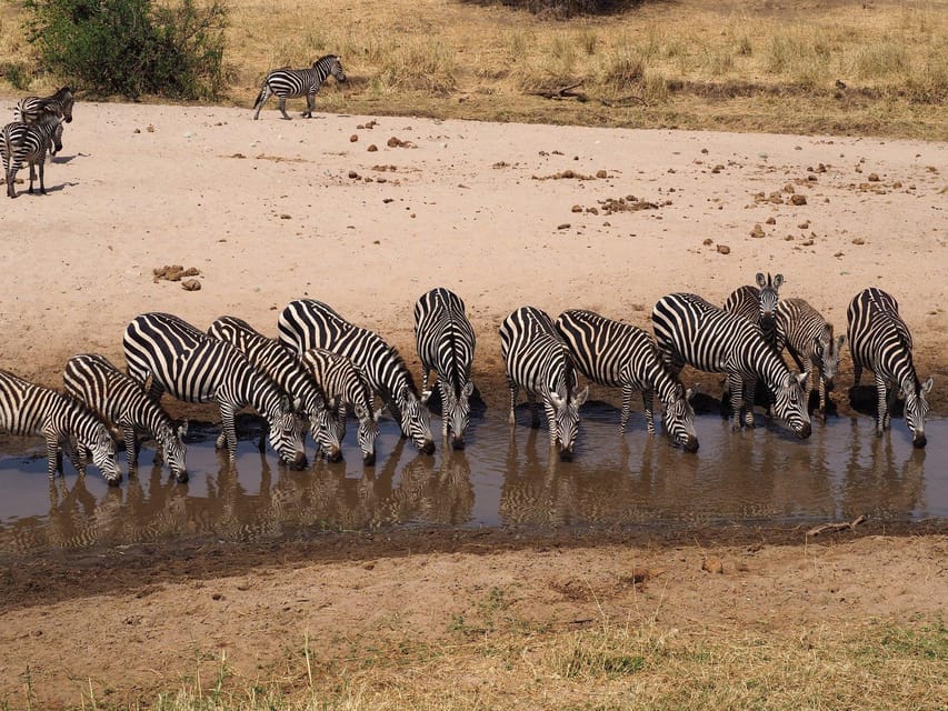 Dar es Salaam: 5-Day Wildlife and Culture Tanzania Safari | GetYourGuide