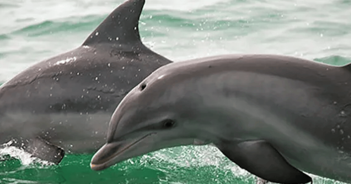 Myrtle Beach: Dolfijn en zeeleeuwen cruise | GetYourGuide