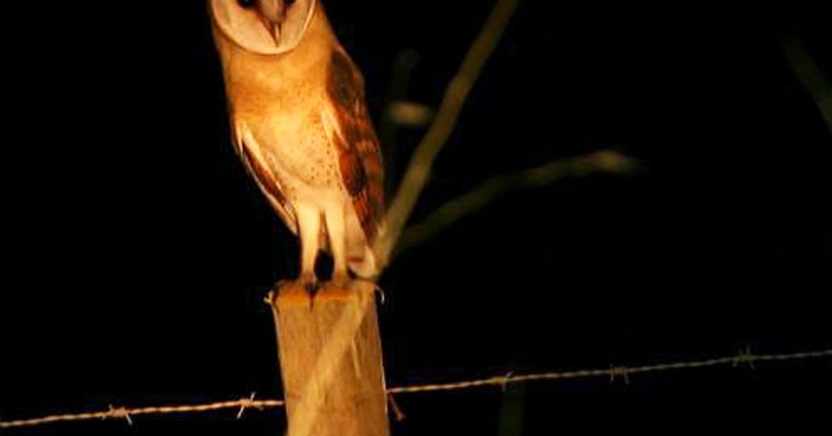 Madeira: Barn Owl Watching | GetYourGuide