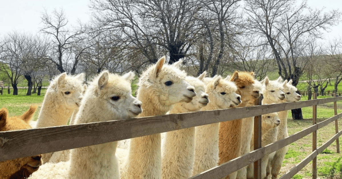 Alpaca Private Tour with guide | GetYourGuide