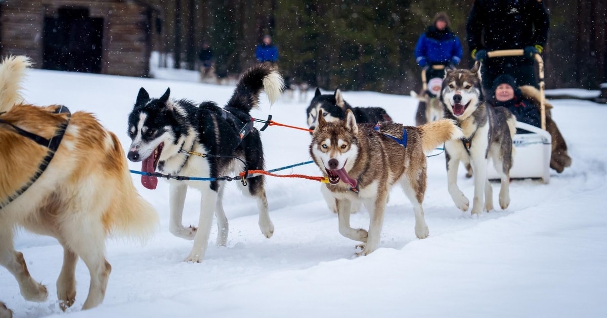 Rovaniemi: conduce tu propio equipo de huskies (6-10 km) y barbacoa ...