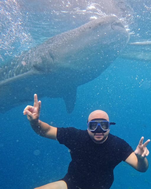 Oslob Whaleshark & Kawasan Falls Tour | GetYourGuide