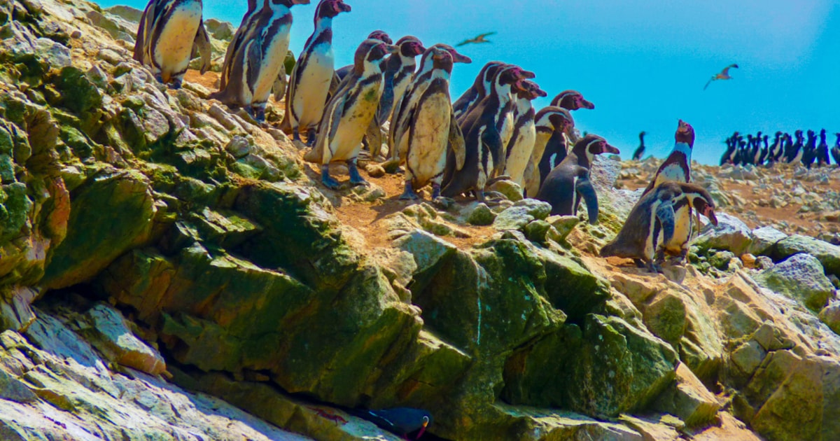 Paracas: Ballestas Islands & Reserve in One Day Experience | GetYourGuide