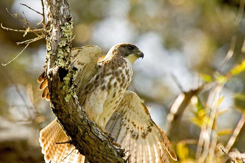 Den store ø: Native Bird Watching & Hiking Tour | GetYourGuide