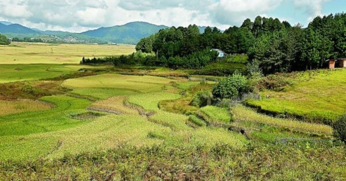 Ziro in Half a Day: Tribal Trails & Scenic Escapes | GetYourGuide